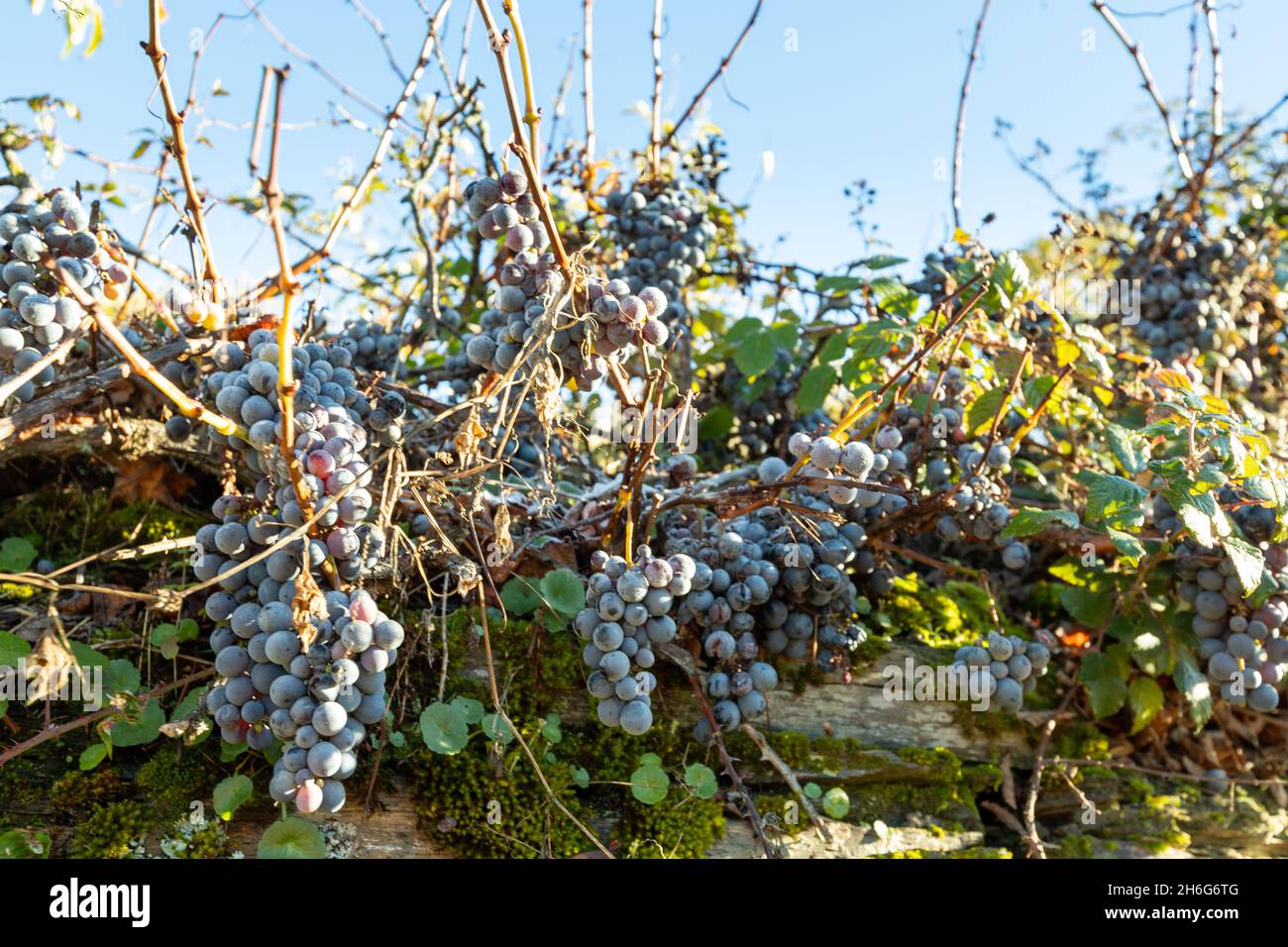 Castañar de Hermisende, Zamora Stock Photo - Alamy