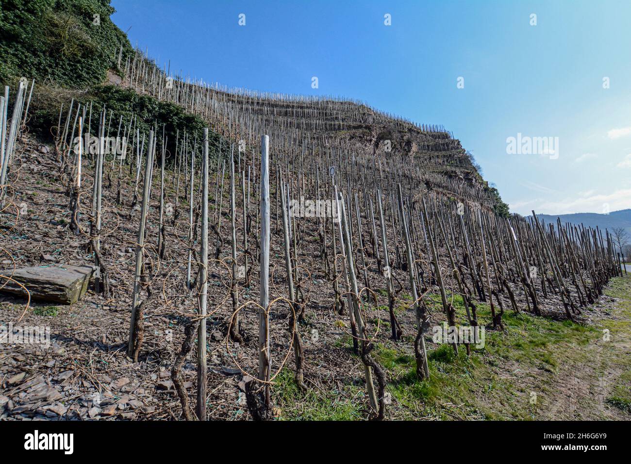 Vineyard without crop in summer Stock Photo - Alamy