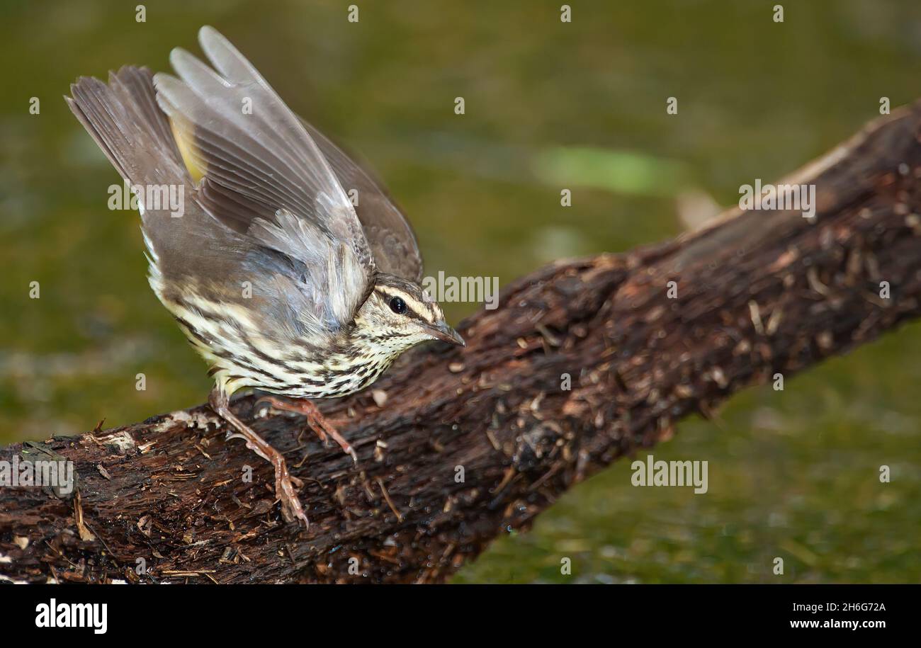 Northern waterthrush close-up with raised wings Stock Photo - Alamy