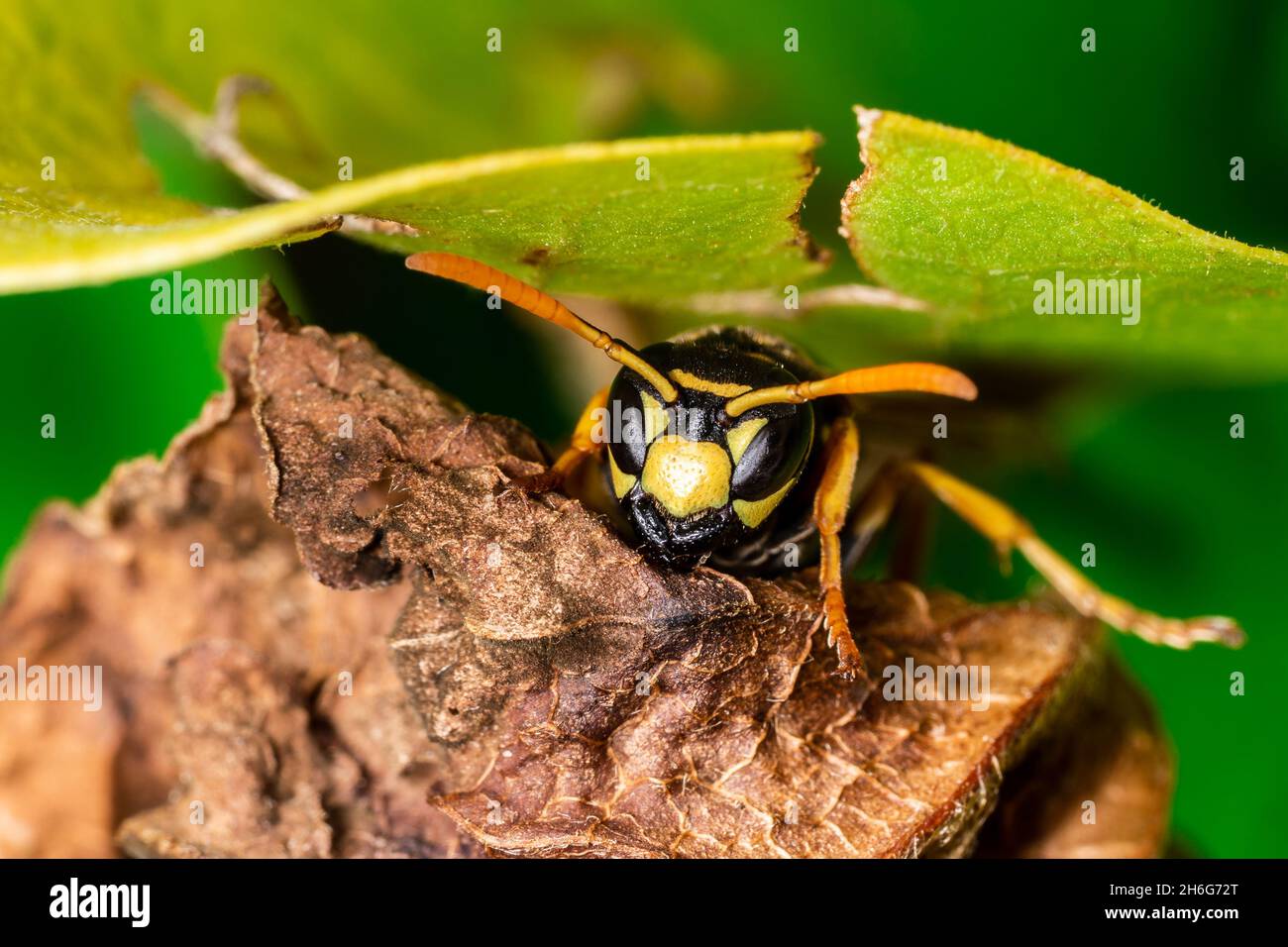 Yellowjacket nest hi-res stock photography and images - Alamy