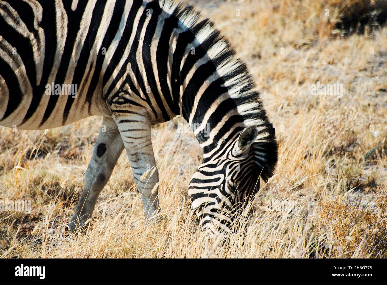 Beautiful zebra animals eating hi-res stock photography and images - Alamy