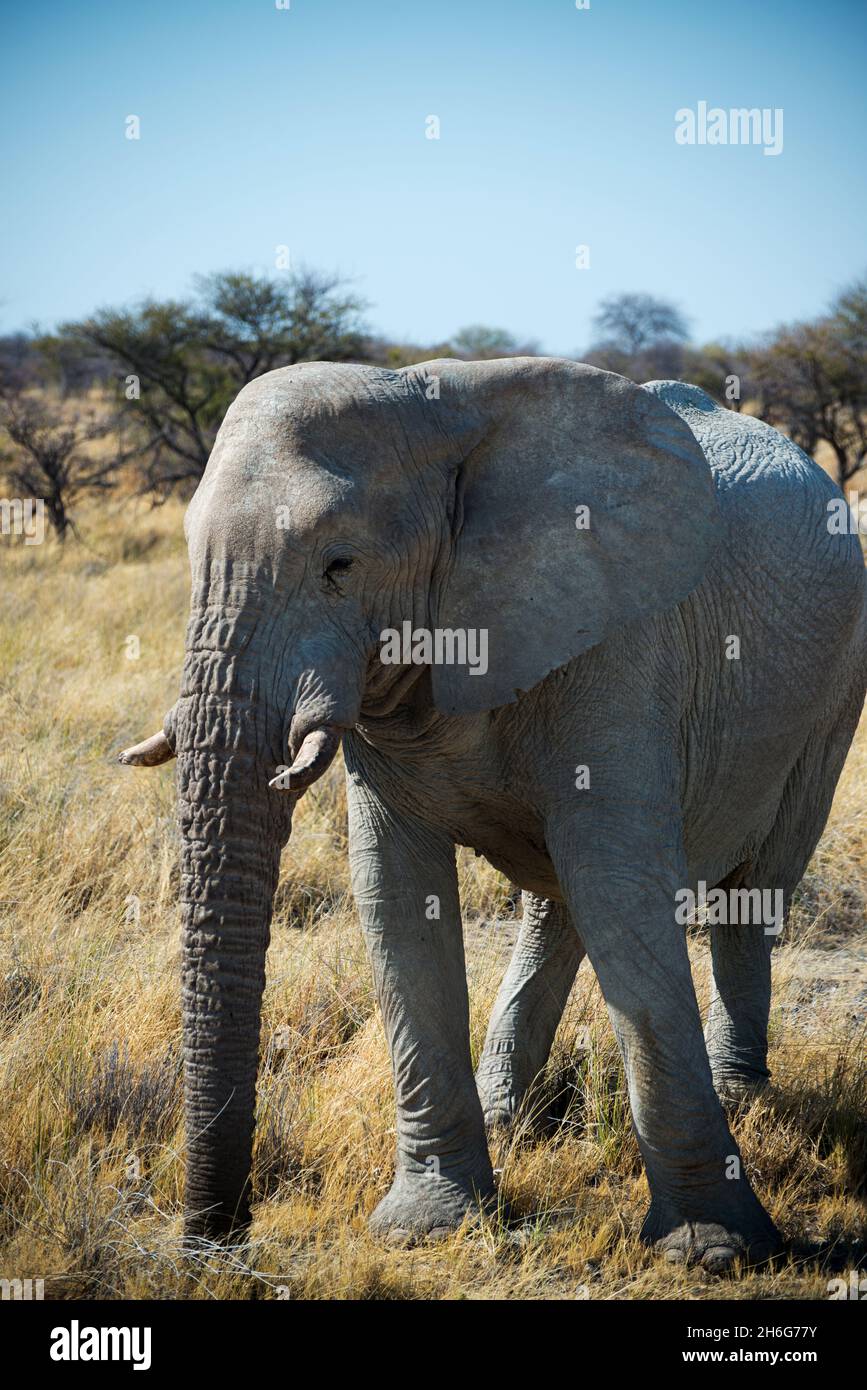 Elephant seen from hi-res stock photography and images - Alamy