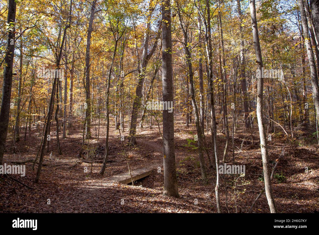 A hiking trail with a foot bridge winds through autumn leaves in a ...