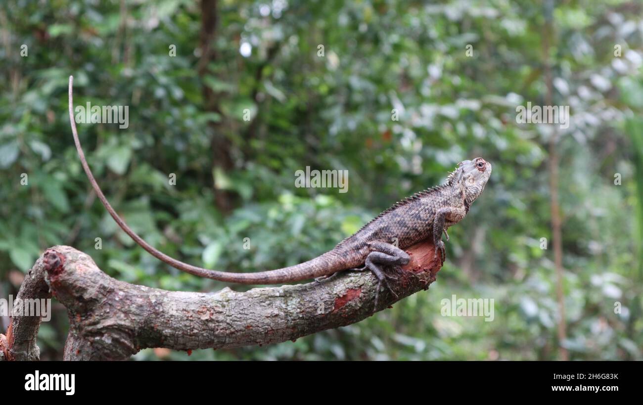 A camouflage oriental garden lizard turns its head and looking up while ...