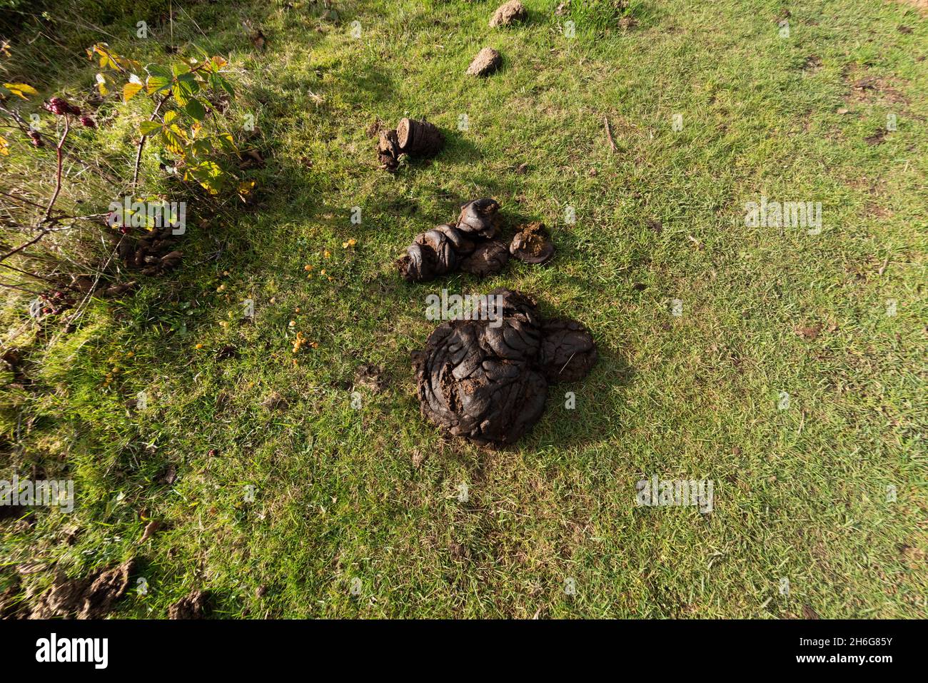 Cow dung organic manure hi-res stock photography and images - Alamy