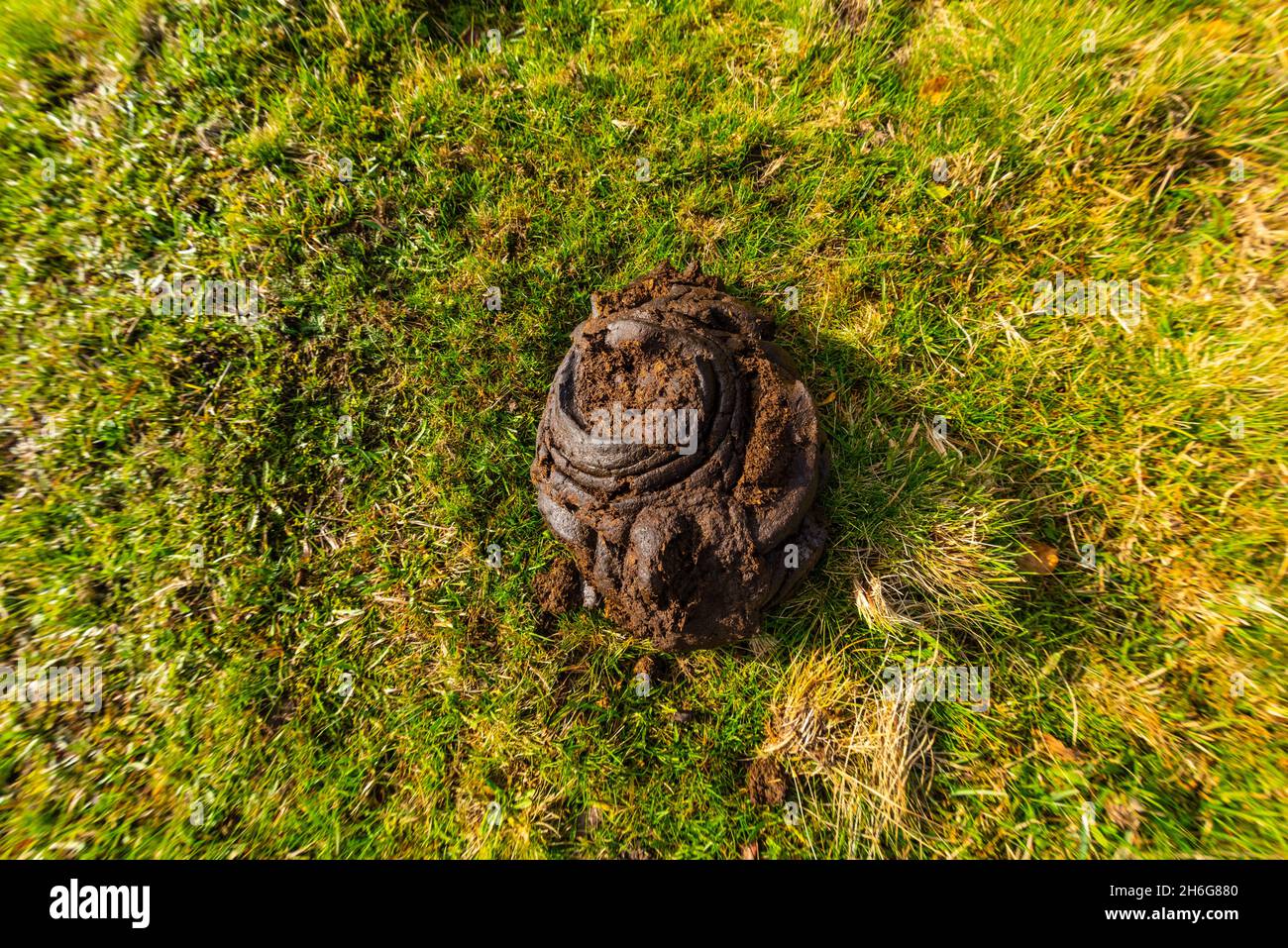 Cow dung organic manure hi-res stock photography and images - Alamy