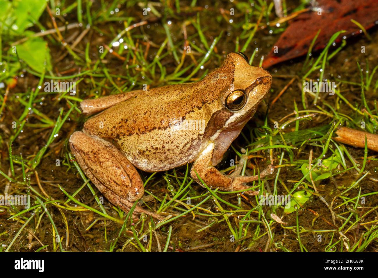 Brown tree frog hi-res stock photography and images - Alamy