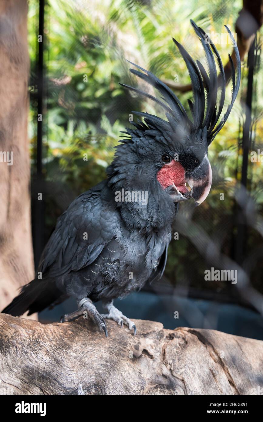 Chick of Palm cockatoo in a cage Stock Photo - Alamy