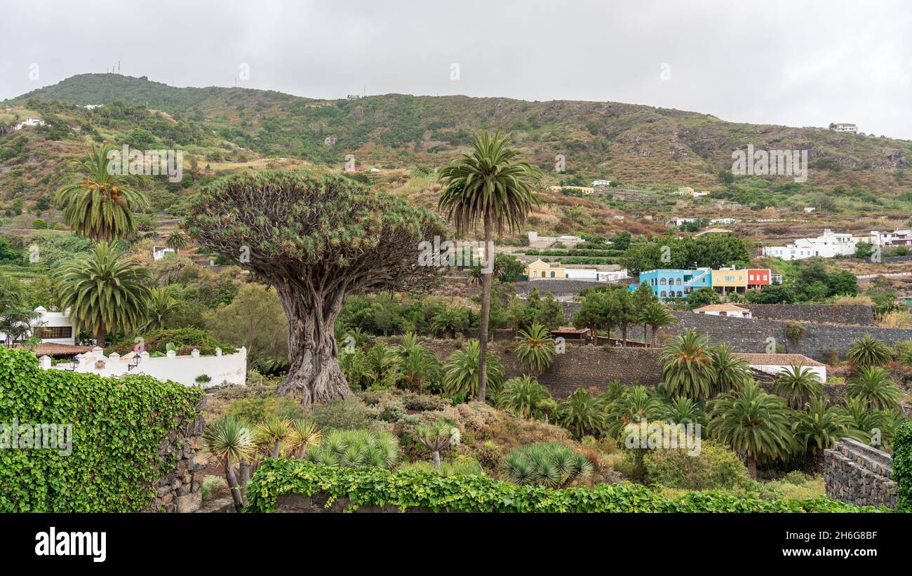 Famous Drago Tree (El Drago Milenario) - Icod de los Vinos, Tenerife ...