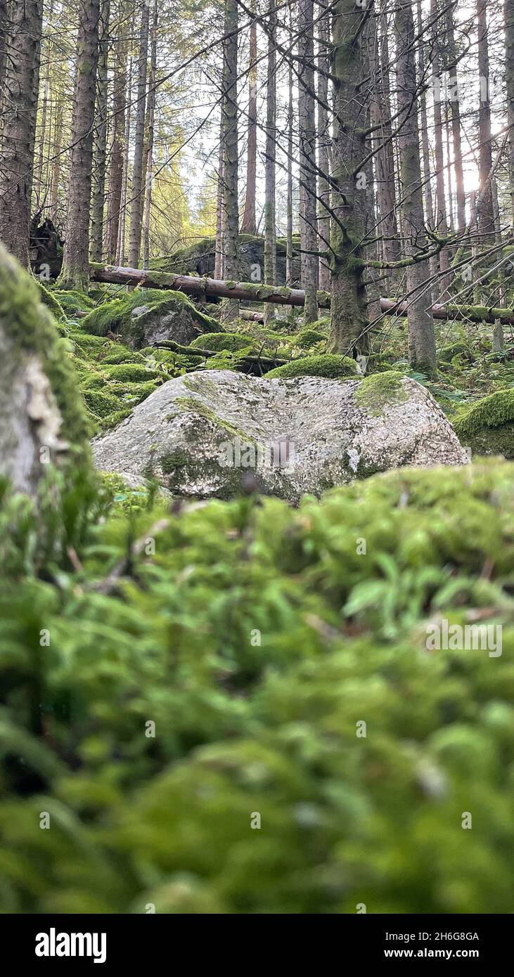 Beautiful landscape in a forest surrounding the Floyen mountain in ...