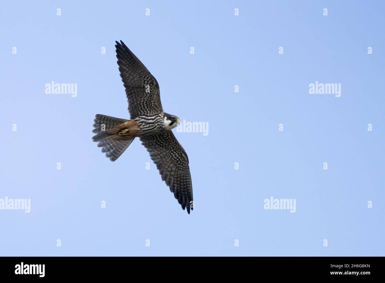 Eurasian hobby falcon hi-res stock photography and images - Alamy