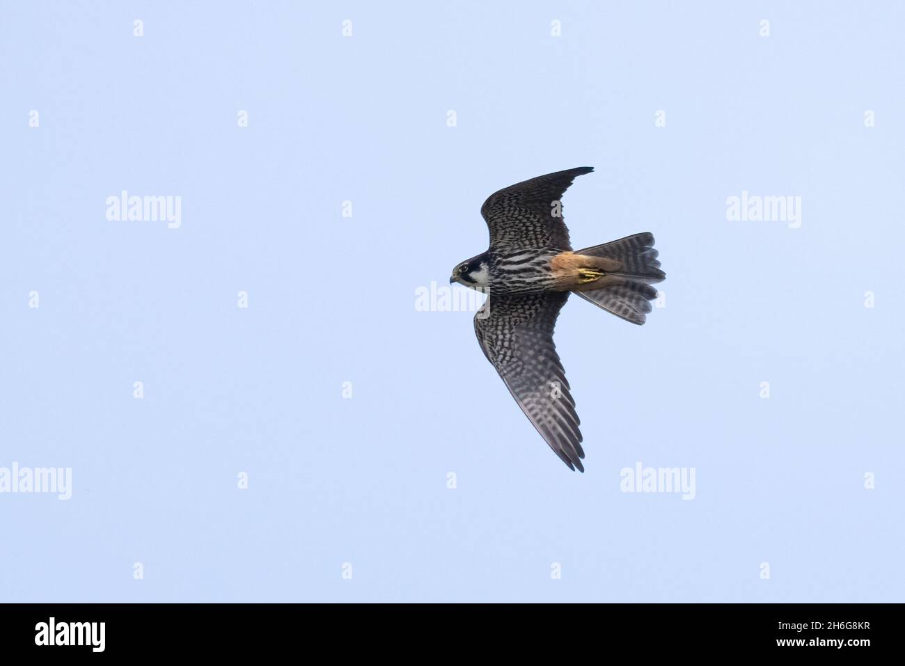 Hobby hawk hi-res stock photography and images - Alamy