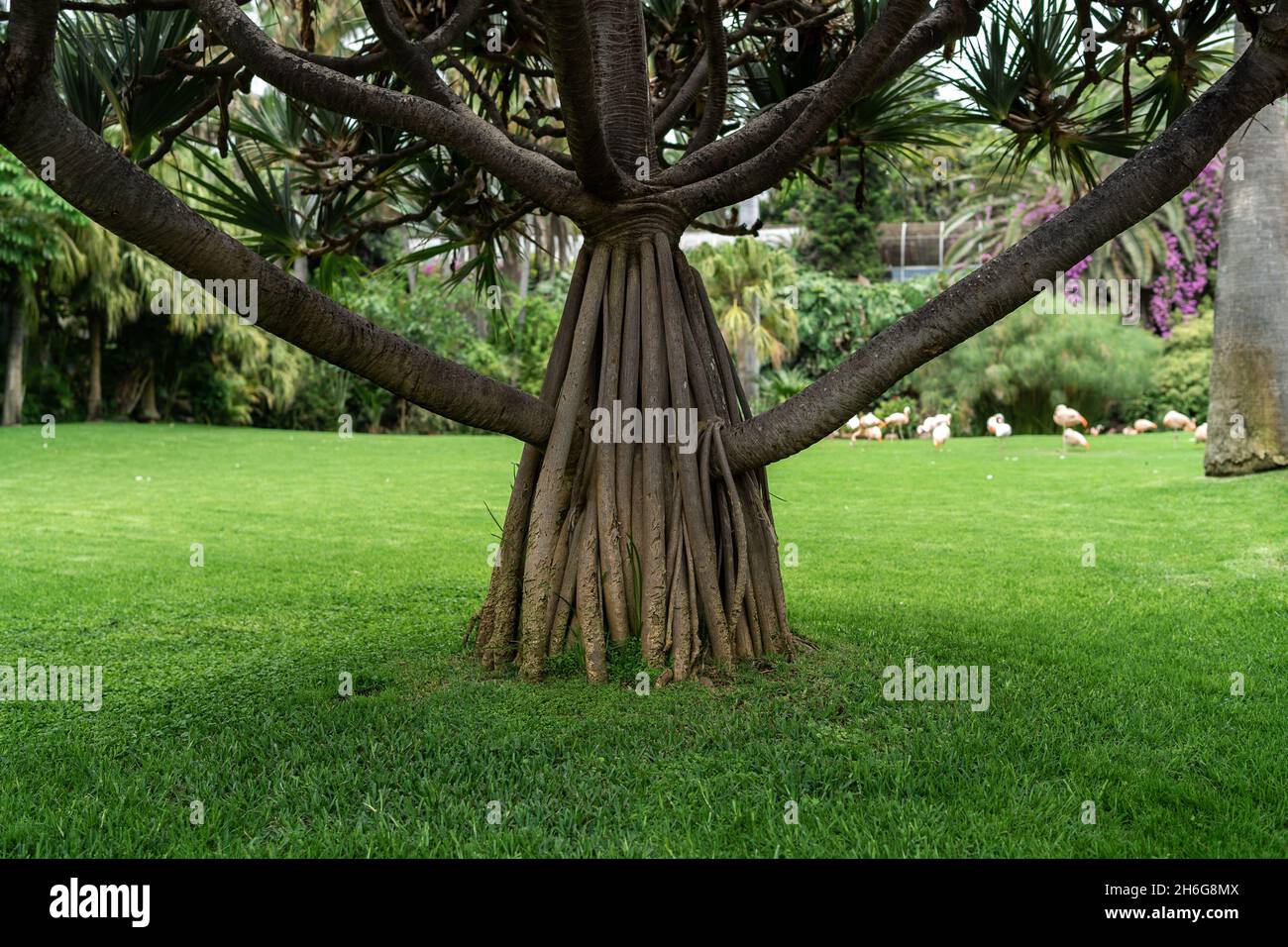 The base of the young tree trunk is Dracaena draco (Canary Islands ...