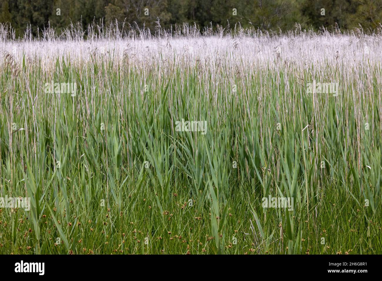Common Reeds in Australian wetland area Stock Photo - Alamy
