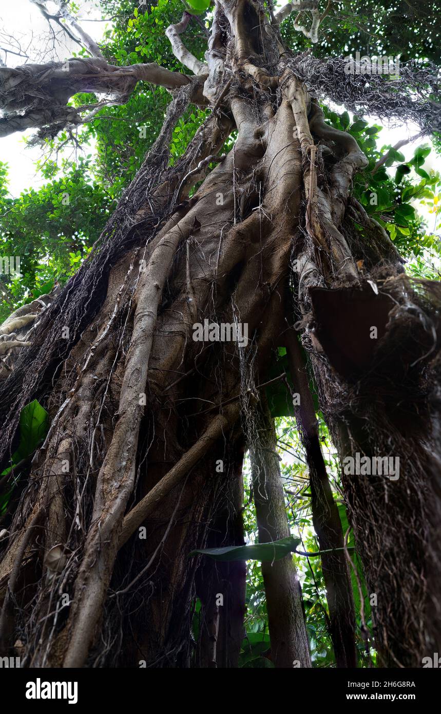 Unusual roots of a tall tropical tree Stock Photo - Alamy