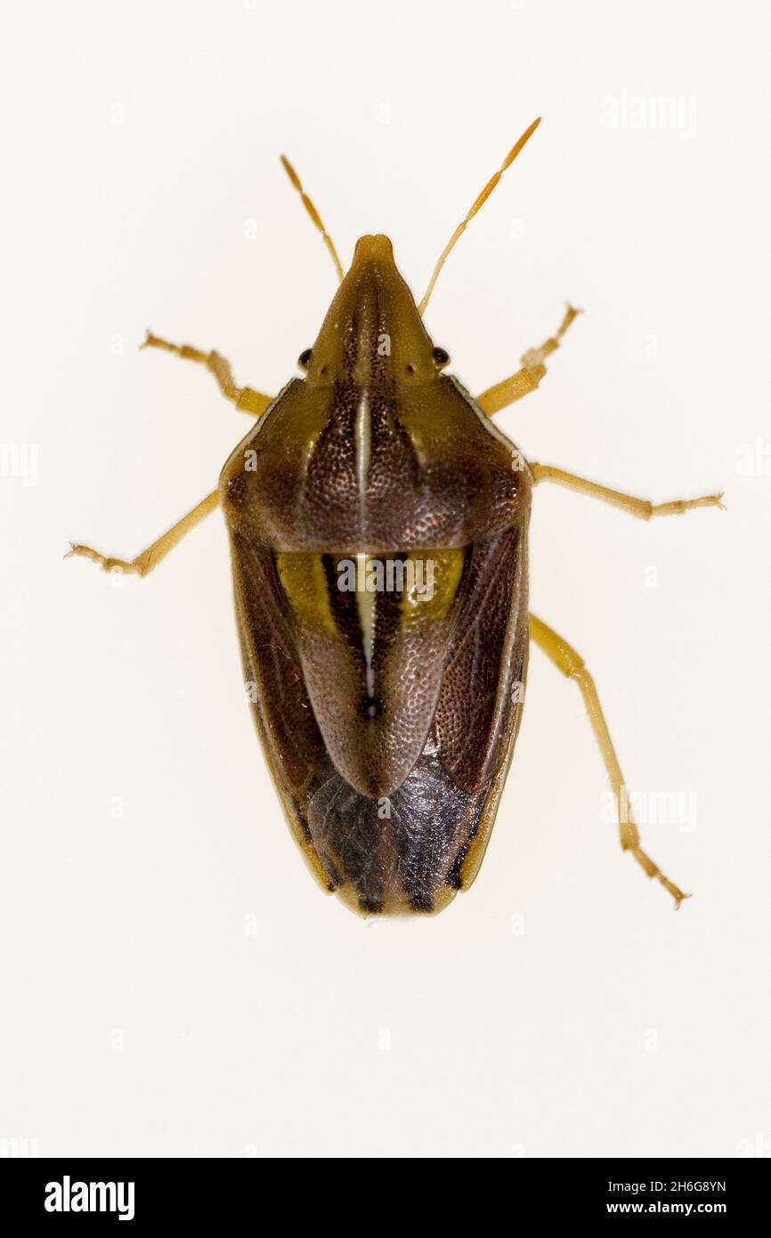 Hemipteros hi-res stock photography and images - Alamy