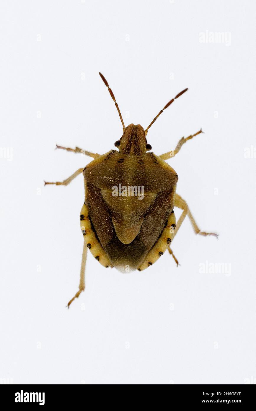 Hemipteros, Insects in their natural environment. Macro photography ...