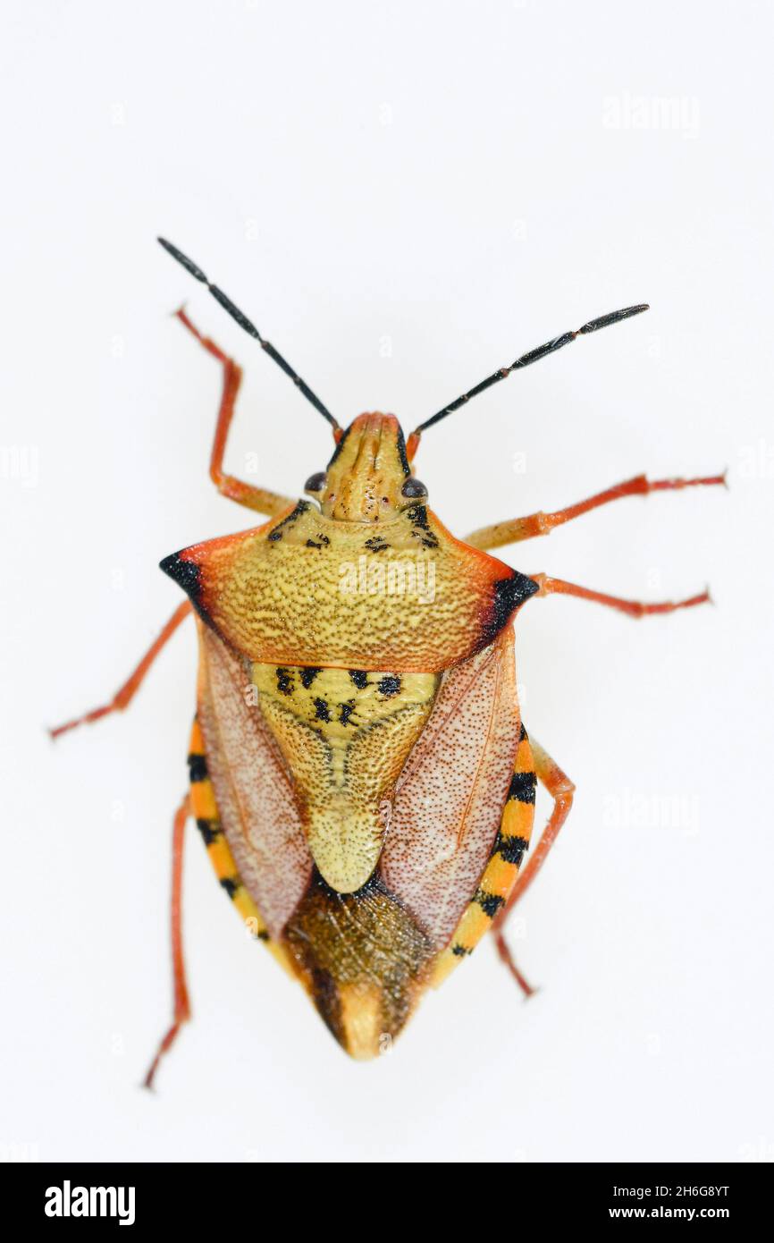 Hemipteros hi-res stock photography and images - Alamy