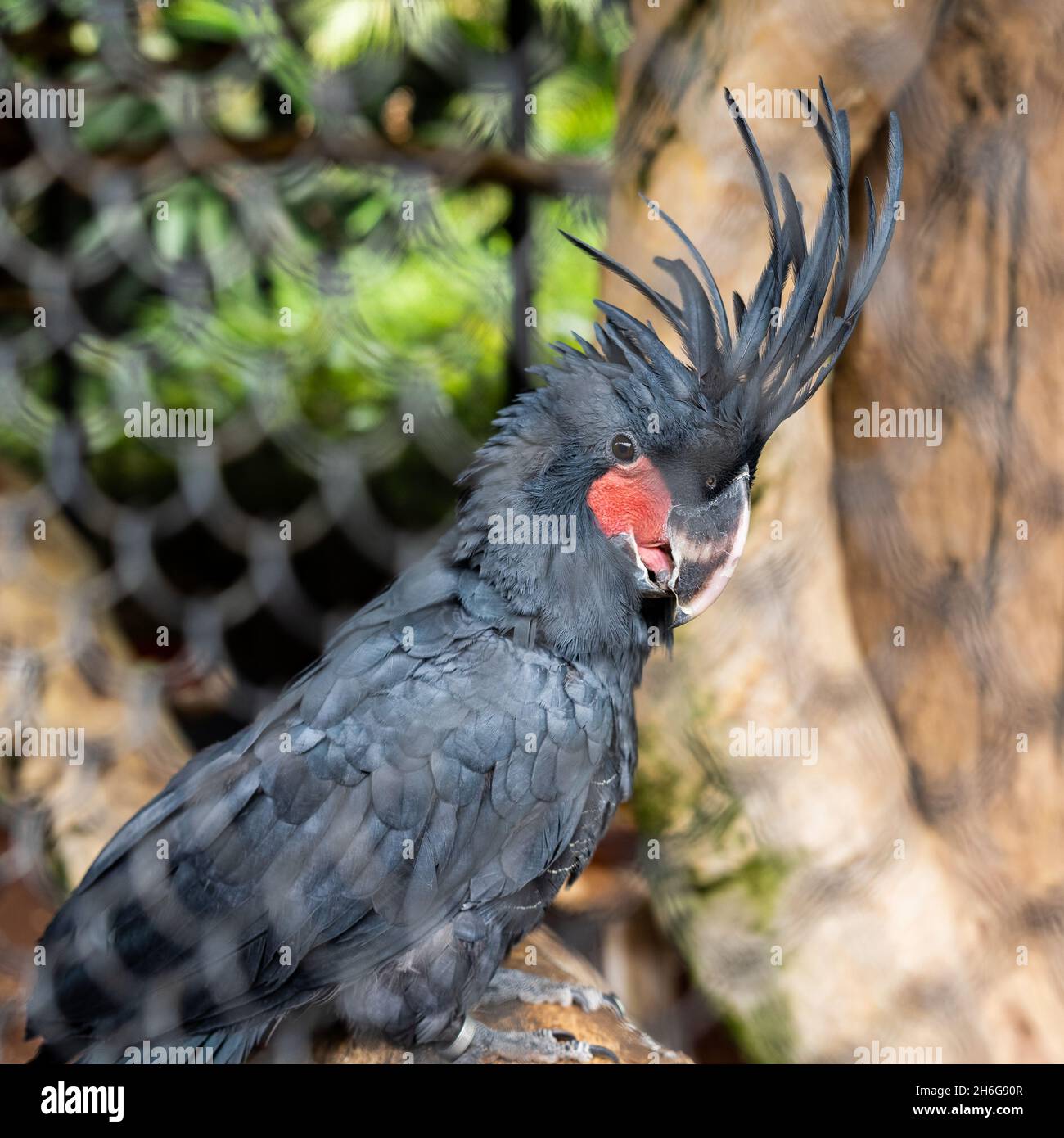 Chick of Palm cockatoo in a cage Stock Photo - Alamy