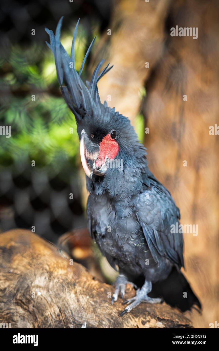 Chick of Palm cockatoo in a cage Stock Photo - Alamy