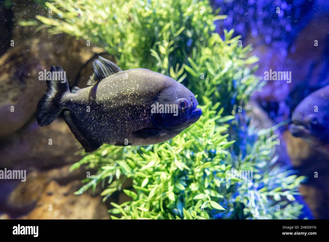 Red-bellied piranha (Pygocentrus nattereri) in the aquarium Stock Photo ...