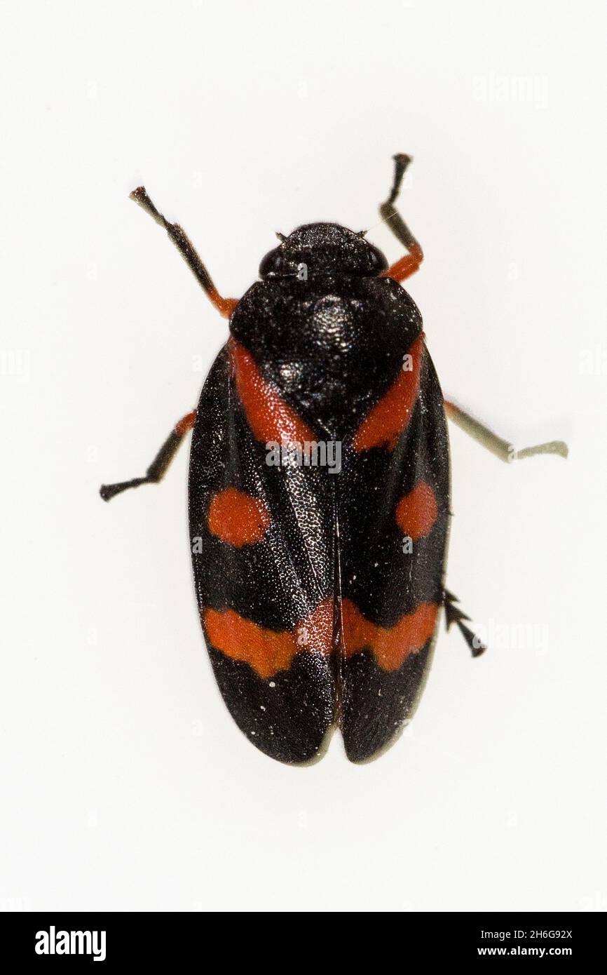 Hemiptera macro insect Cut Out Stock Images & Pictures - Alamy