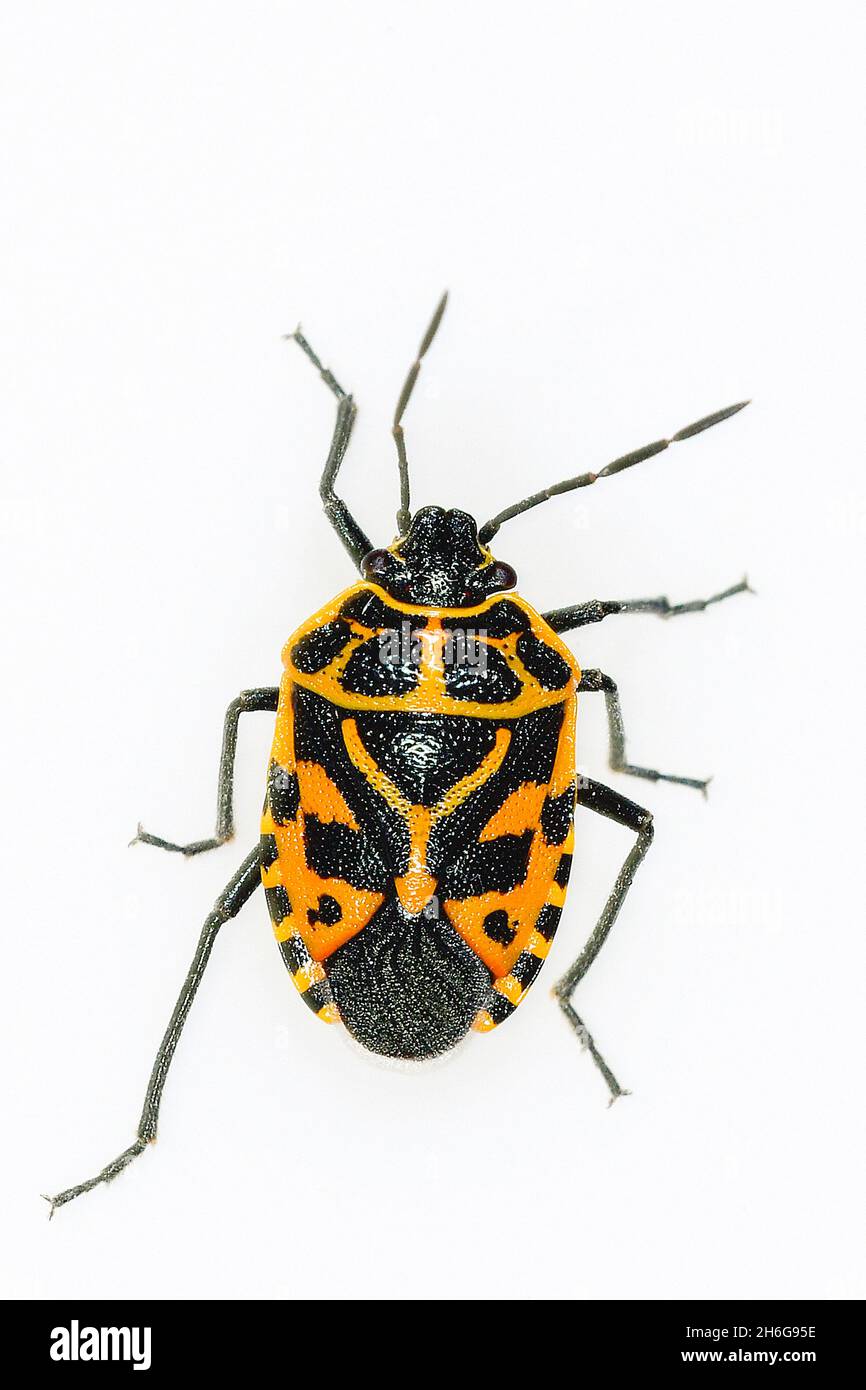 Macro photography bug in Cut Out Stock Images & Pictures - Alamy