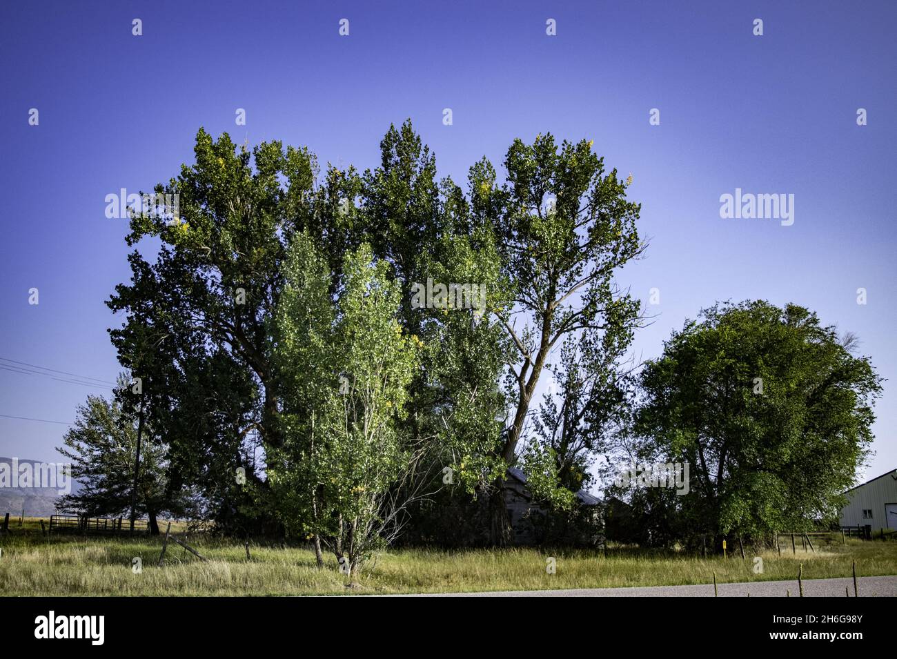 Beautiful shot growing trees hi-res stock photography and images - Alamy