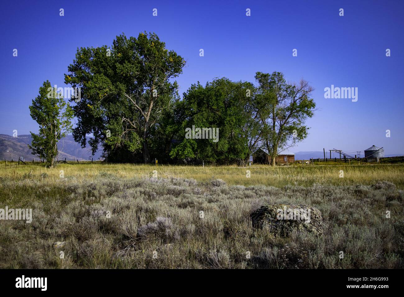 Beautiful shot growing trees hi-res stock photography and images - Alamy