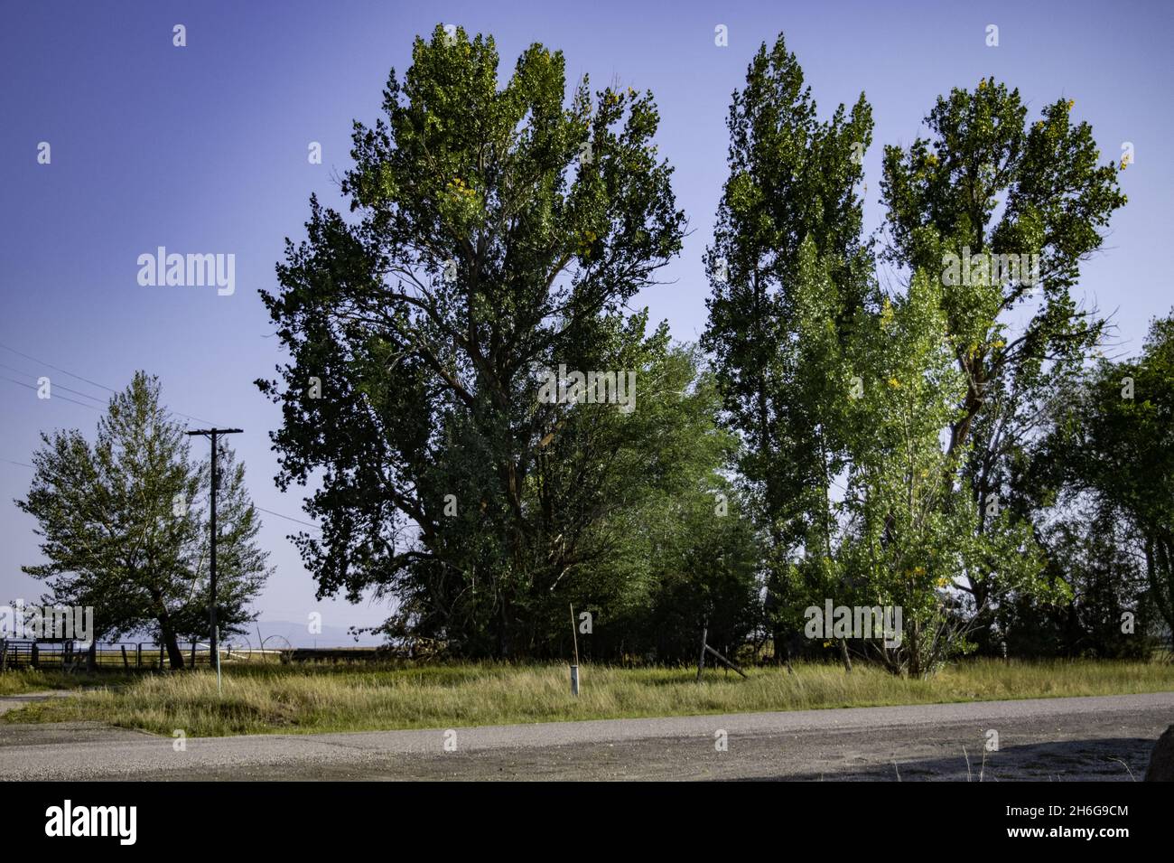 Beautiful shot growing trees hi-res stock photography and images - Alamy