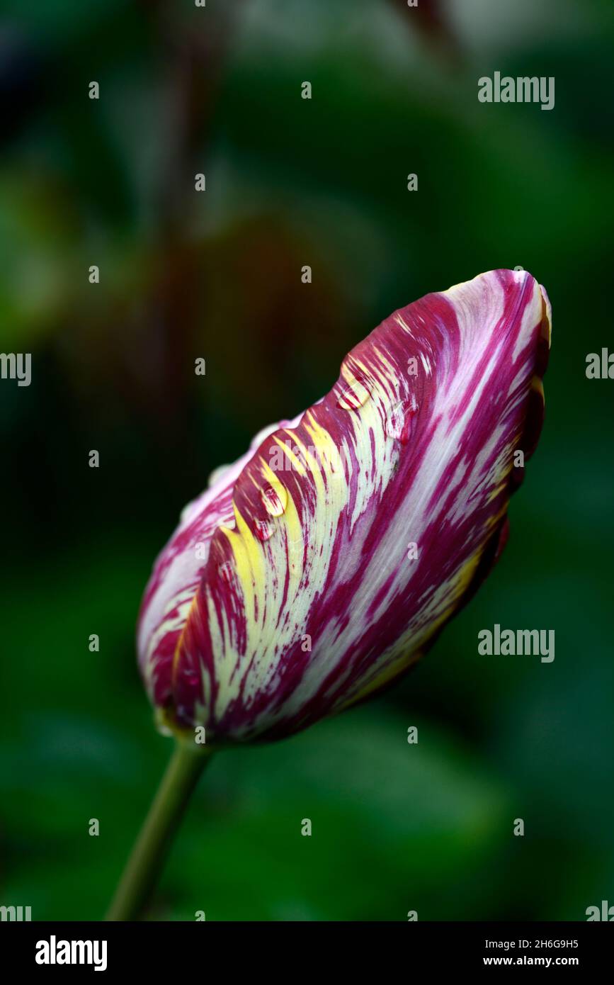 Tulipa The Lizard,Tulipa The Lizard,rembrandt tulip,English Florist ...