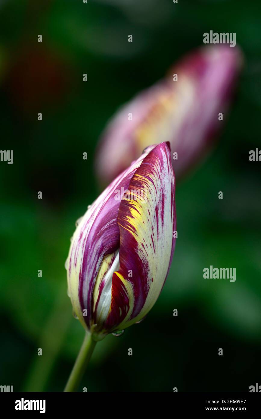Tulipa the lizard hi-res stock photography and images - Alamy