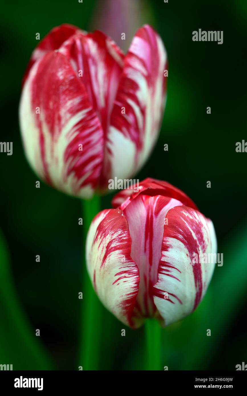 Tulipa Mabel,Tulip Mabel,rembrandt tulip,English Florist Tulip,broken ...