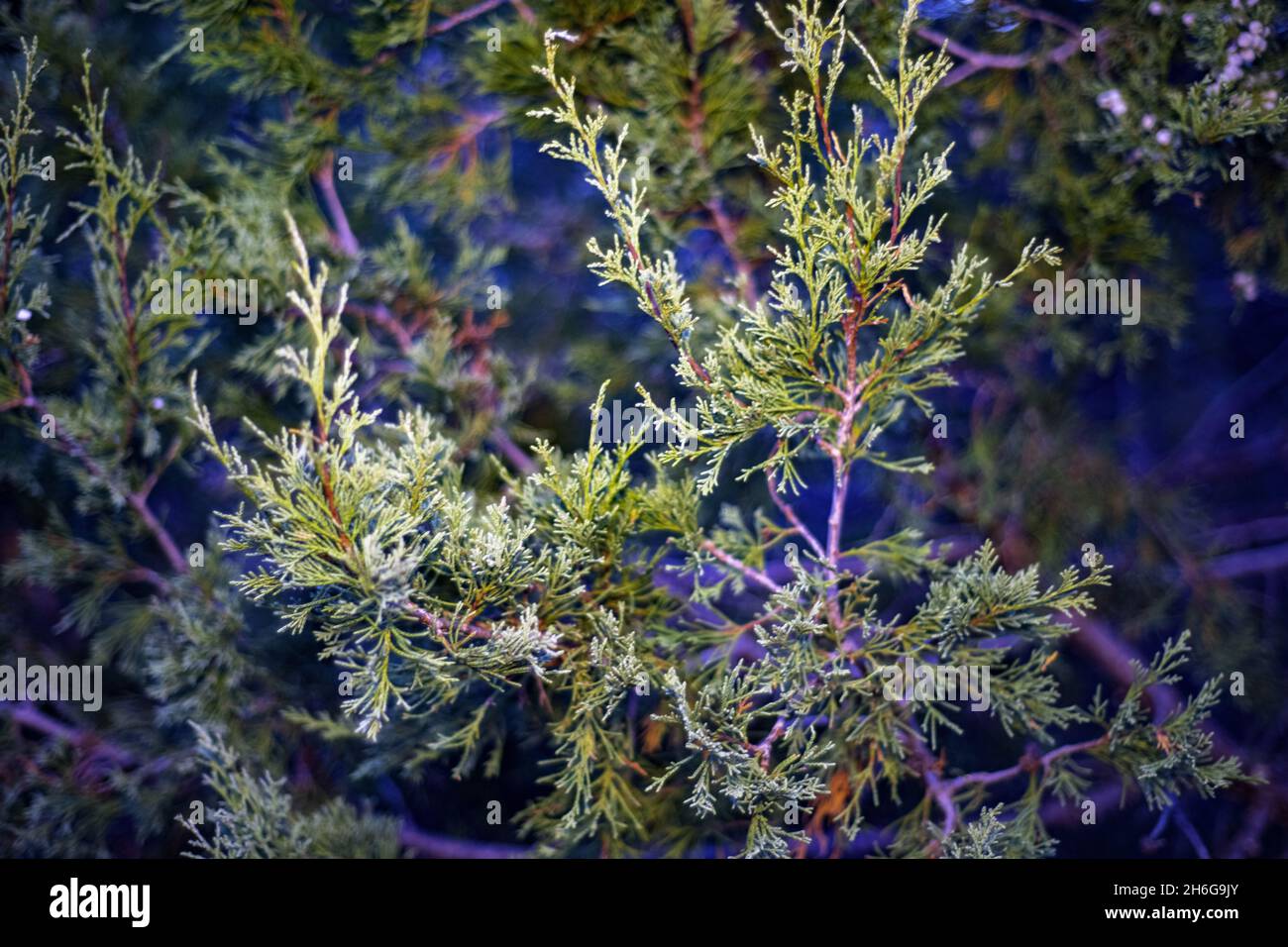 Juniper branch details hi-res stock photography and images - Alamy
