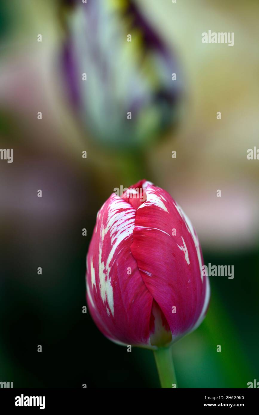 Flamed markings hi-res stock photography and images - Alamy