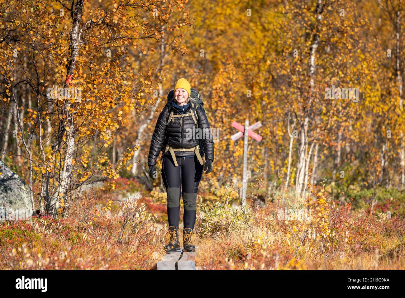 Female Hiker Hiking Kings Trail with Intense Yellow Autumn Foliage ...