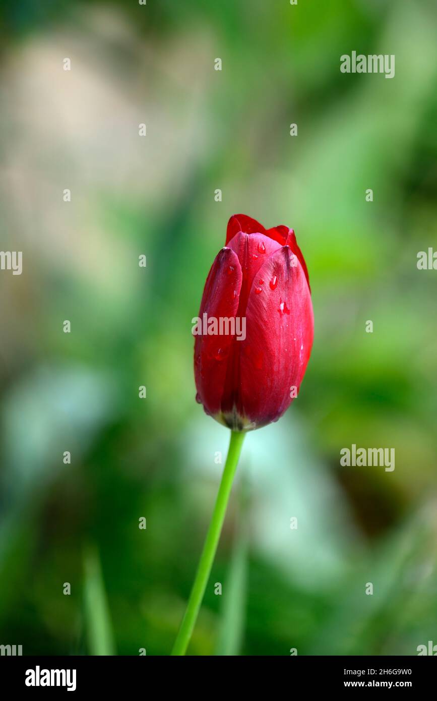 Tulip aximensis,Tulipa aximensis,red flowers,species tulip,species ...