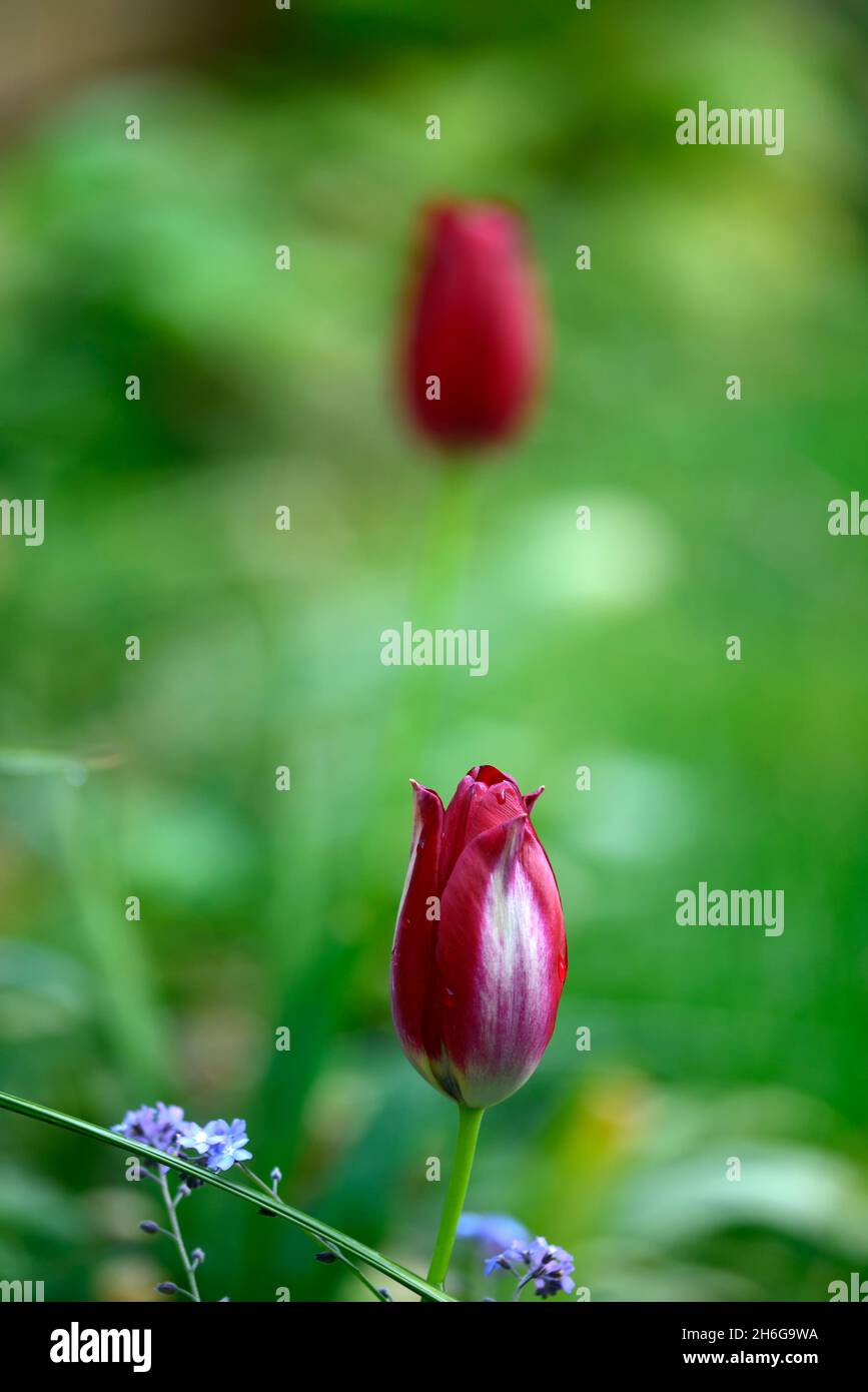 Tulip aximensis,Tulipa aximensis,red flowers,species tulip,species ...