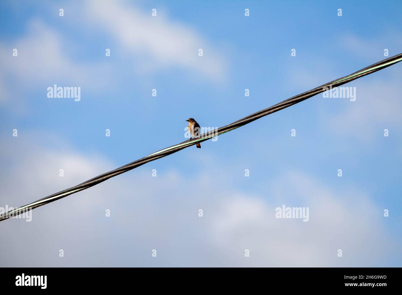 Beautiful blue sky with clouds and a bird sitting on an electric line ...
