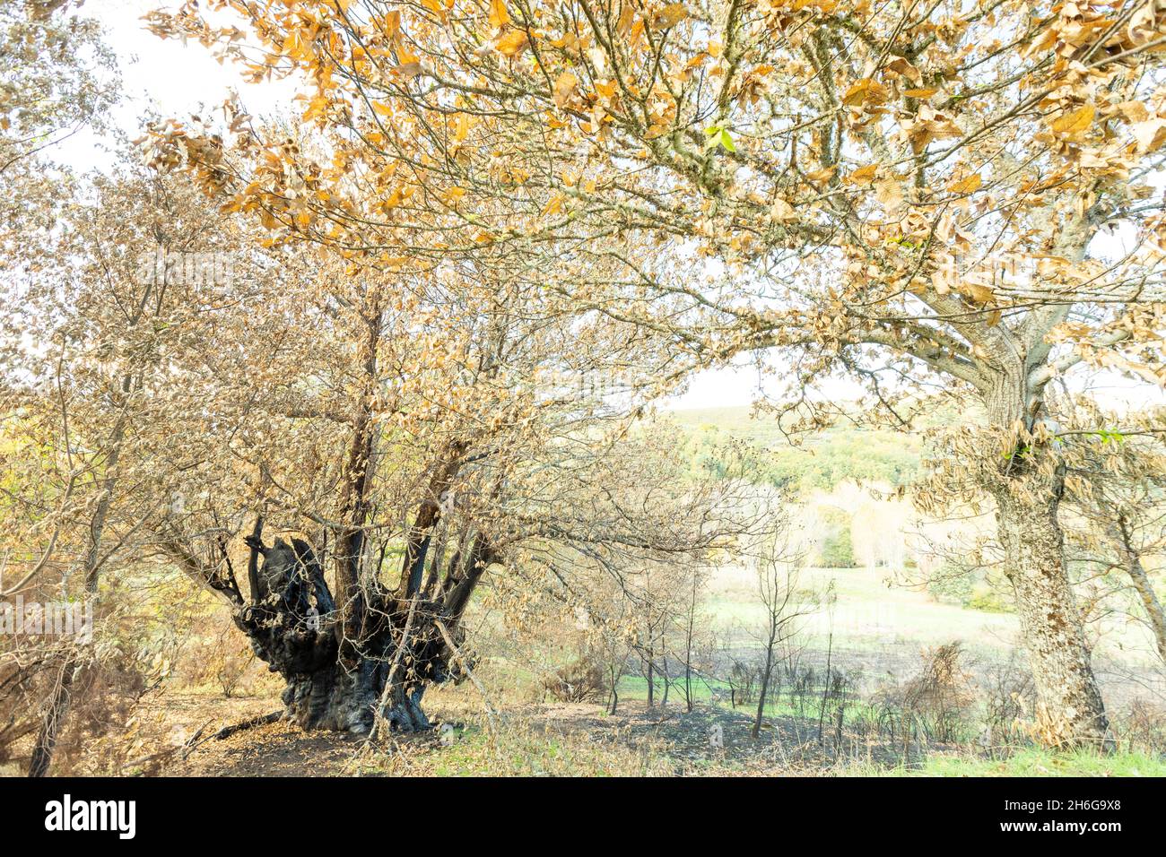 Castañar de Hermisende, Zamora Stock Photo - Alamy