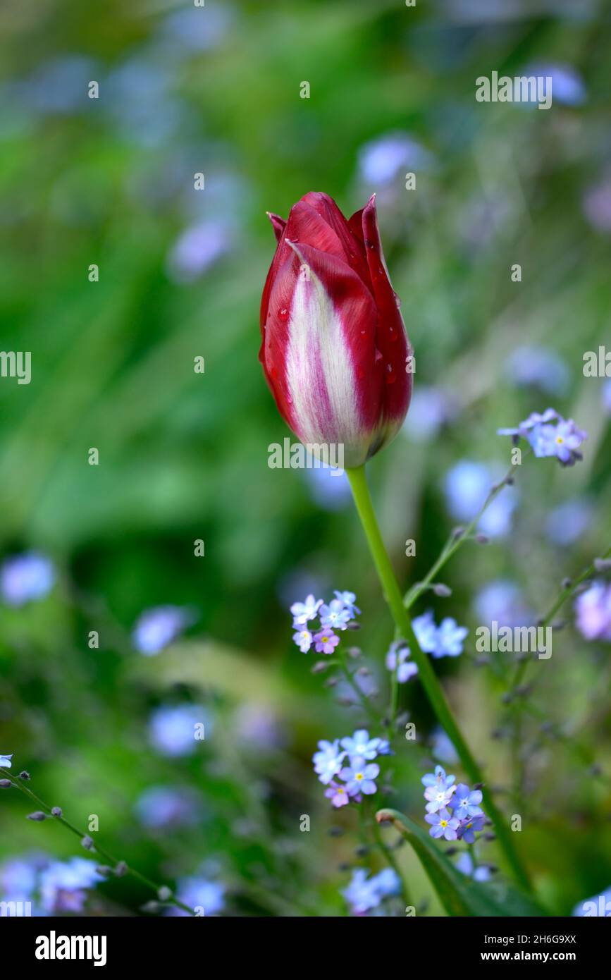 Tulip aximensis,Tulipa aximensis,red flowers,species tulip,species ...