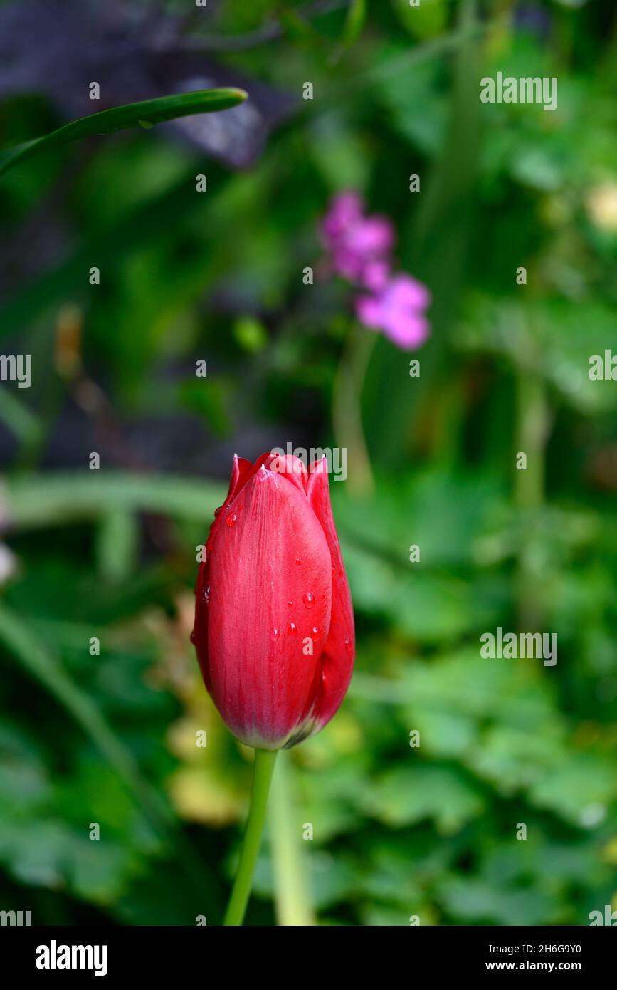 Tulip aximensis,Tulipa aximensis,red flowers,species tulip,species ...
