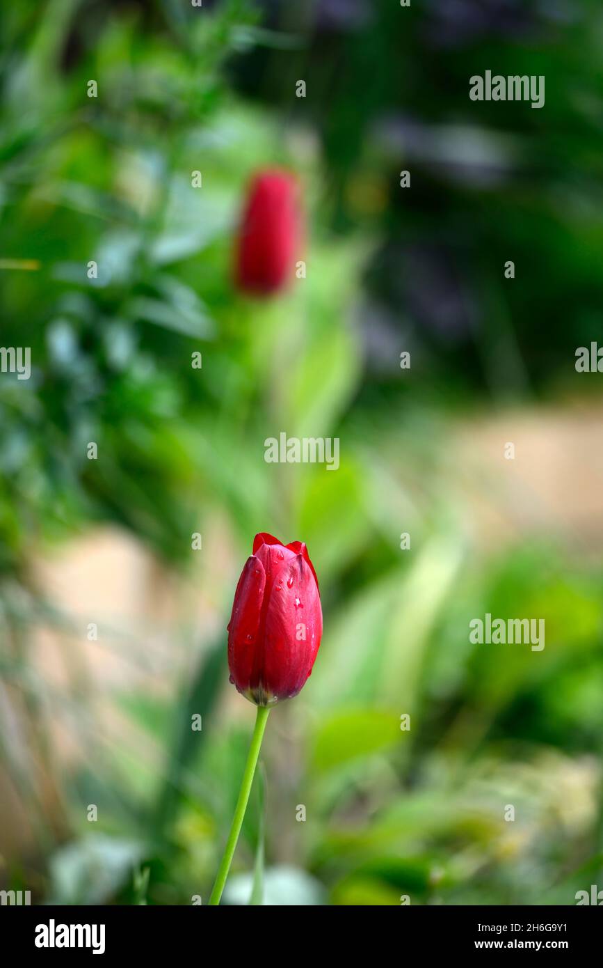 Tulip aximensis,Tulipa aximensis,red flowers,species tulip,species ...