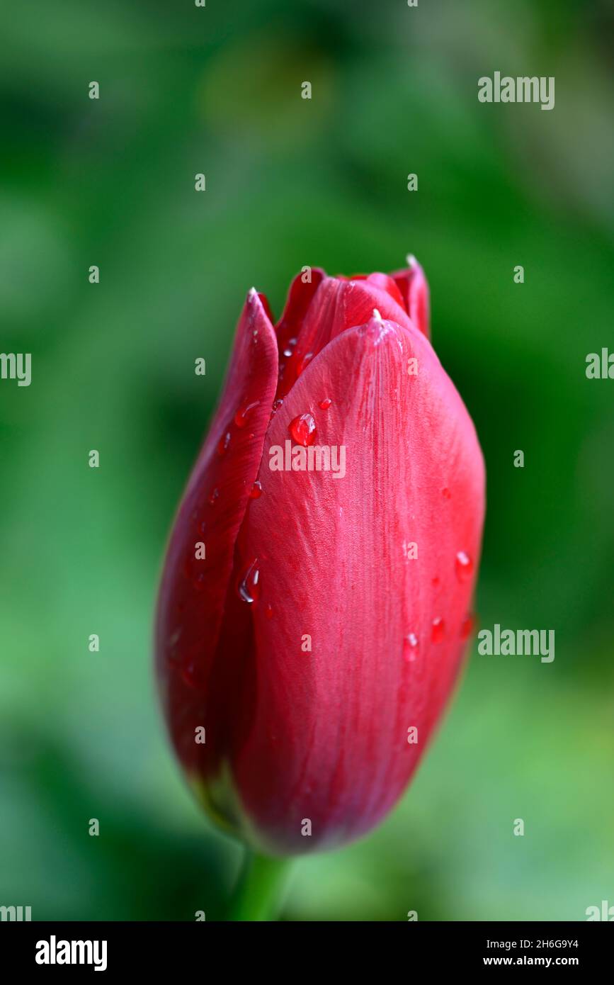 Tulip aximensis,Tulipa aximensis,red flowers,species tulip,species ...