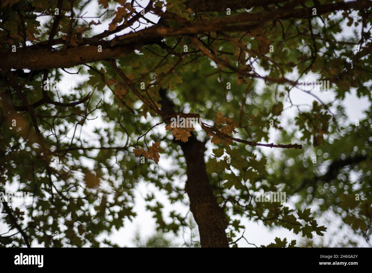 Low angle shot dried tree hi-res stock photography and images - Alamy