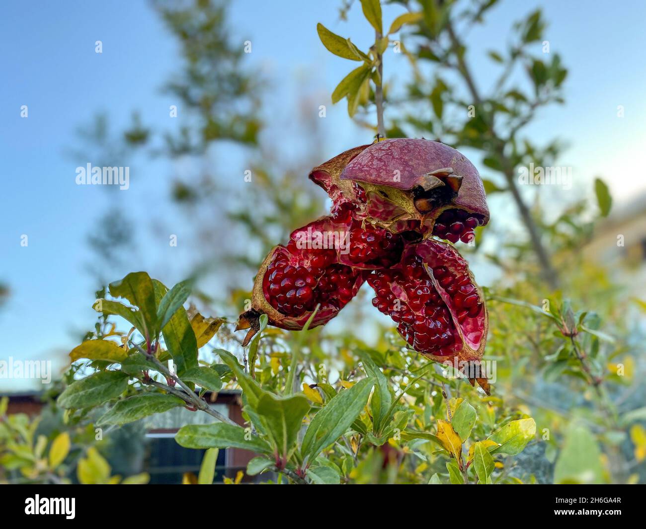 A splitted pomegranate on its tree Stock Photo - Alamy