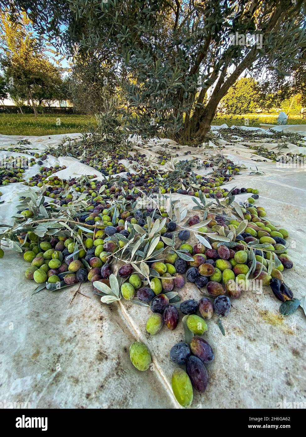 Olive tree and picking olives in Turkey Stock Photo - Alamy