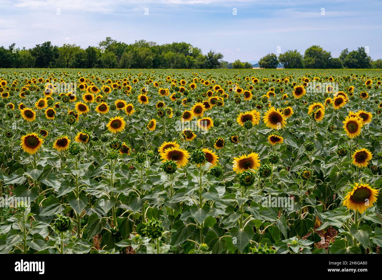 Nature background, blossom of yellow sunflowers plants on fields in ...
