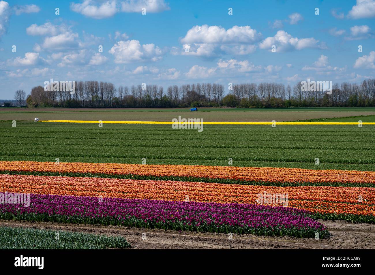 Dutch landscape, colorful tulip flowers fields in blossom in Zeeland ...