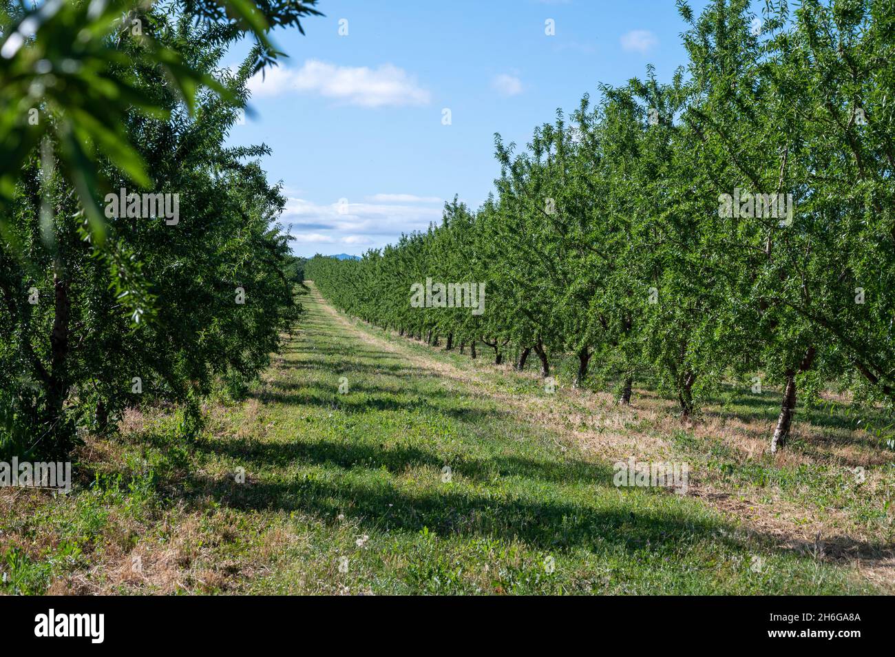Green almonds nuts ripening on tree in summer, cultivation of almond ...